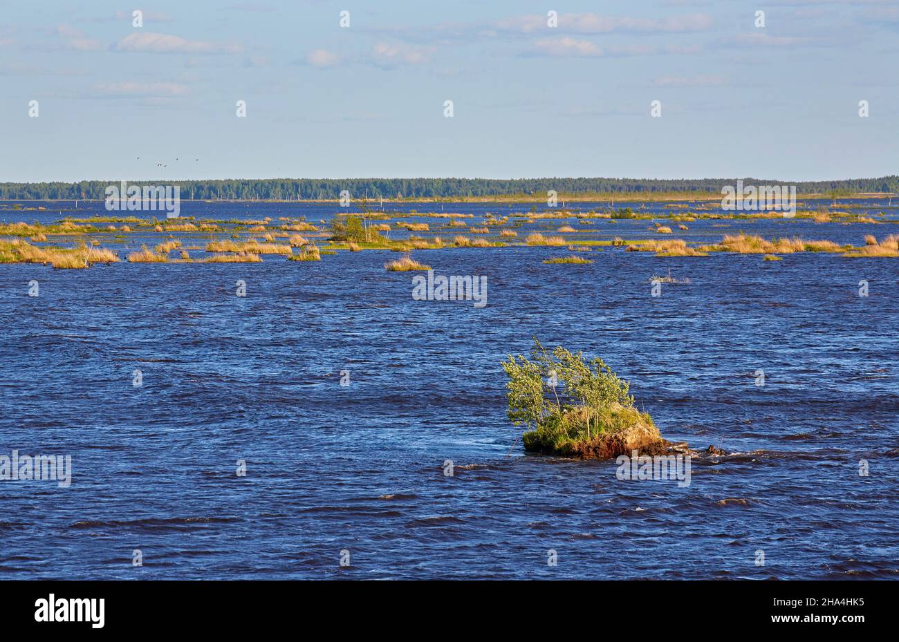 Floating islands in the White Lake, Béloje Ózero, Volga-Baltic Sea ...