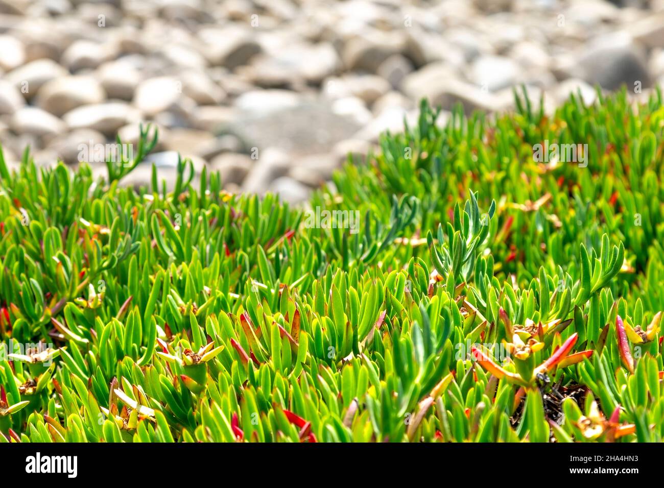 Carpobrotus hi-res stock photography and images - Alamy