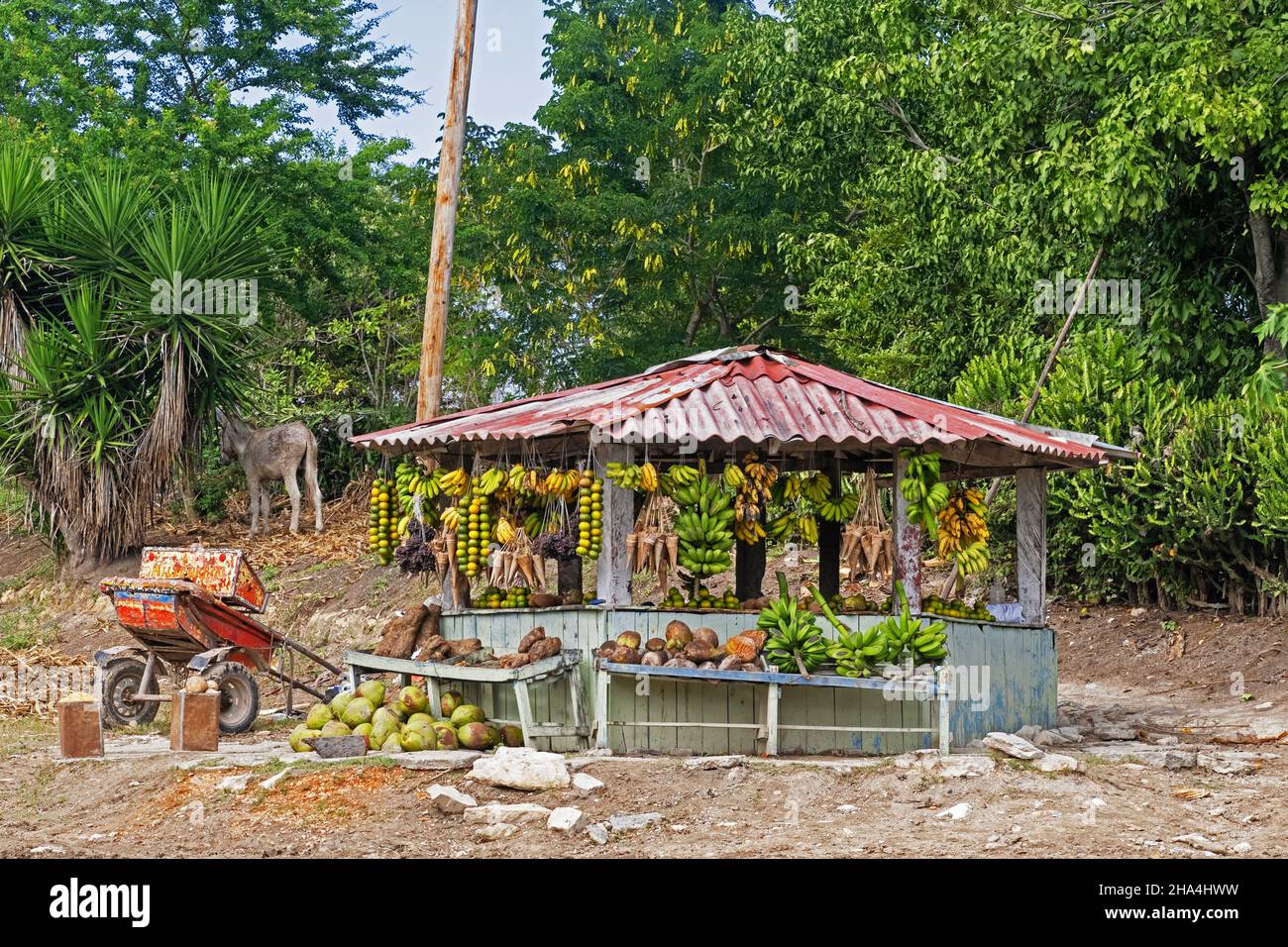 Roadside fruit stand with bananas, oranges and coconuts in the ...