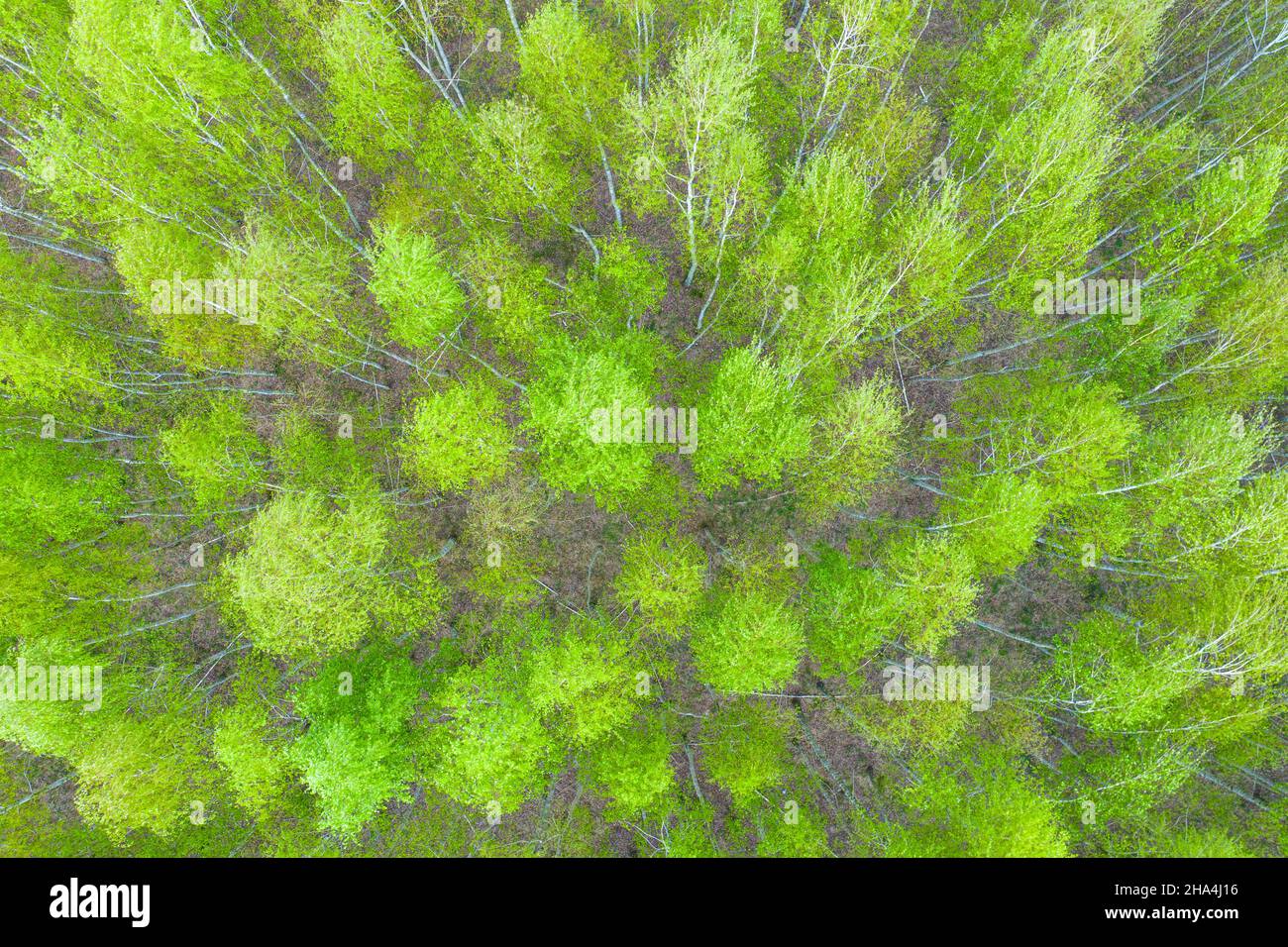 Aerial top view forest tree, Rainforest ecosystem and healthy ...