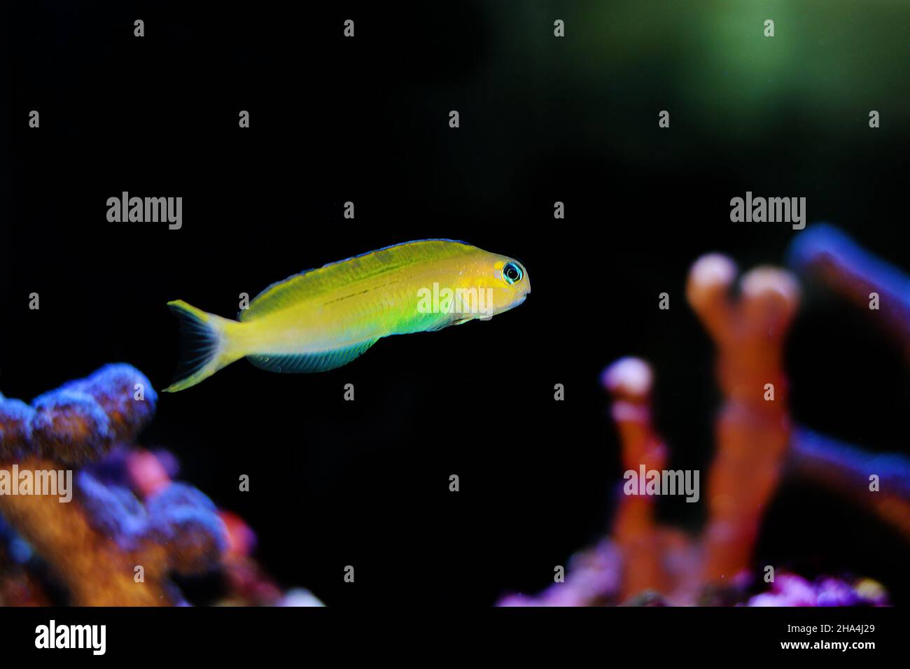 Golden Midas Blenny fish - Ecsenius midas Stock Photo - Alamy