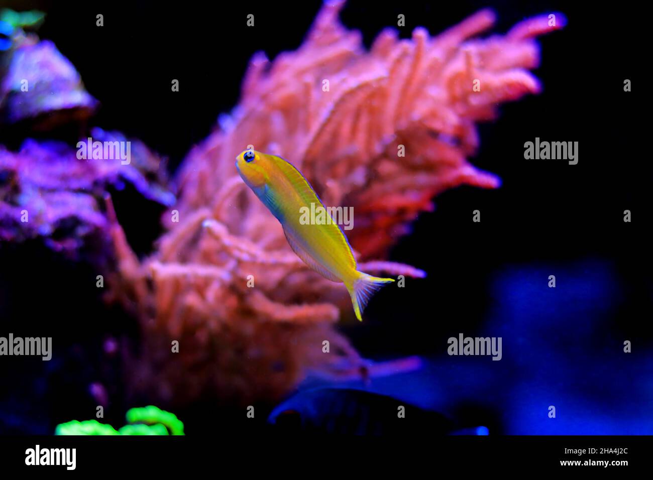 Golden midas hi-res stock photography and images - Alamy