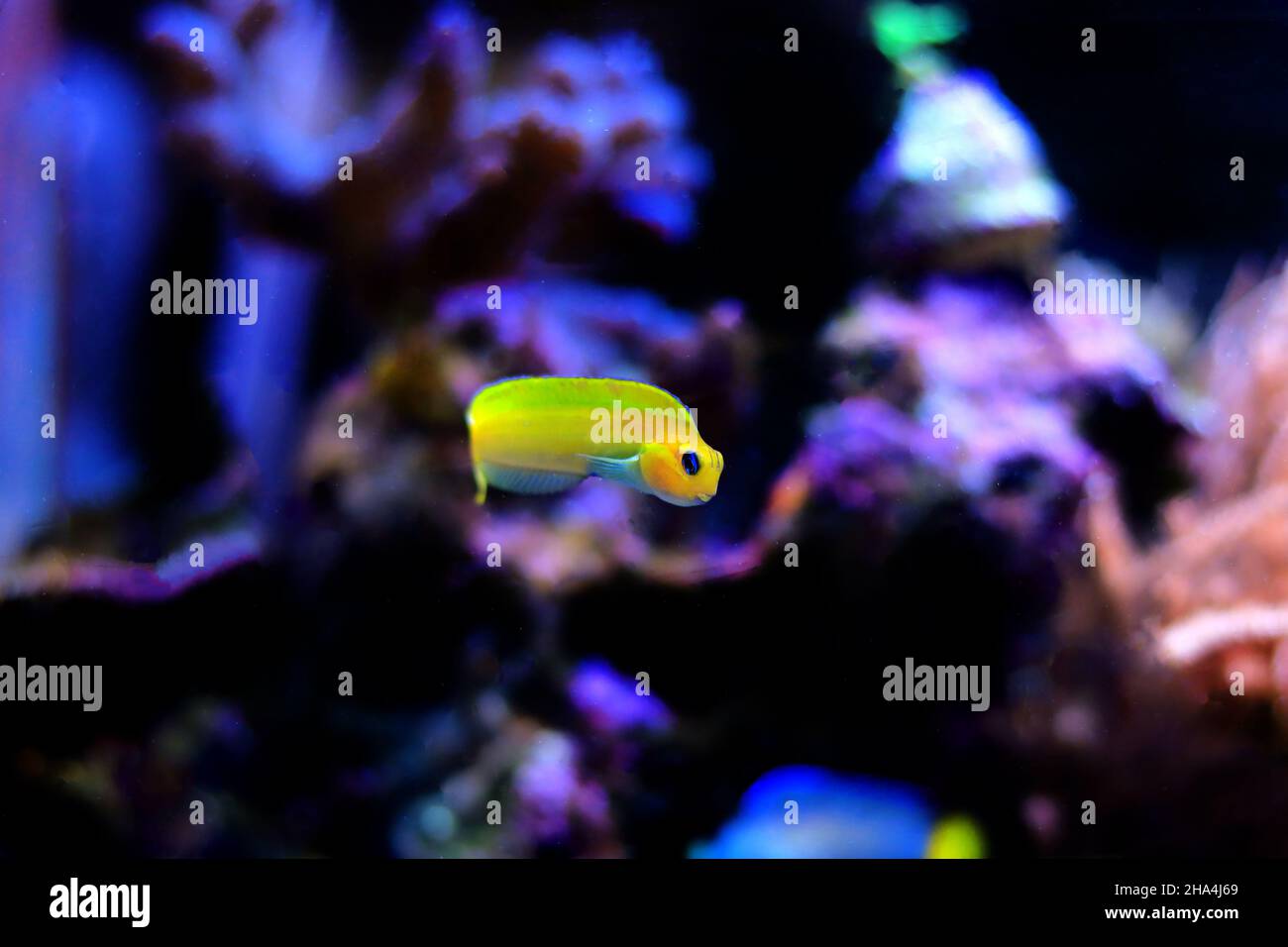 Golden Midas Blenny fish - Ecsenius midas Stock Photo - Alamy