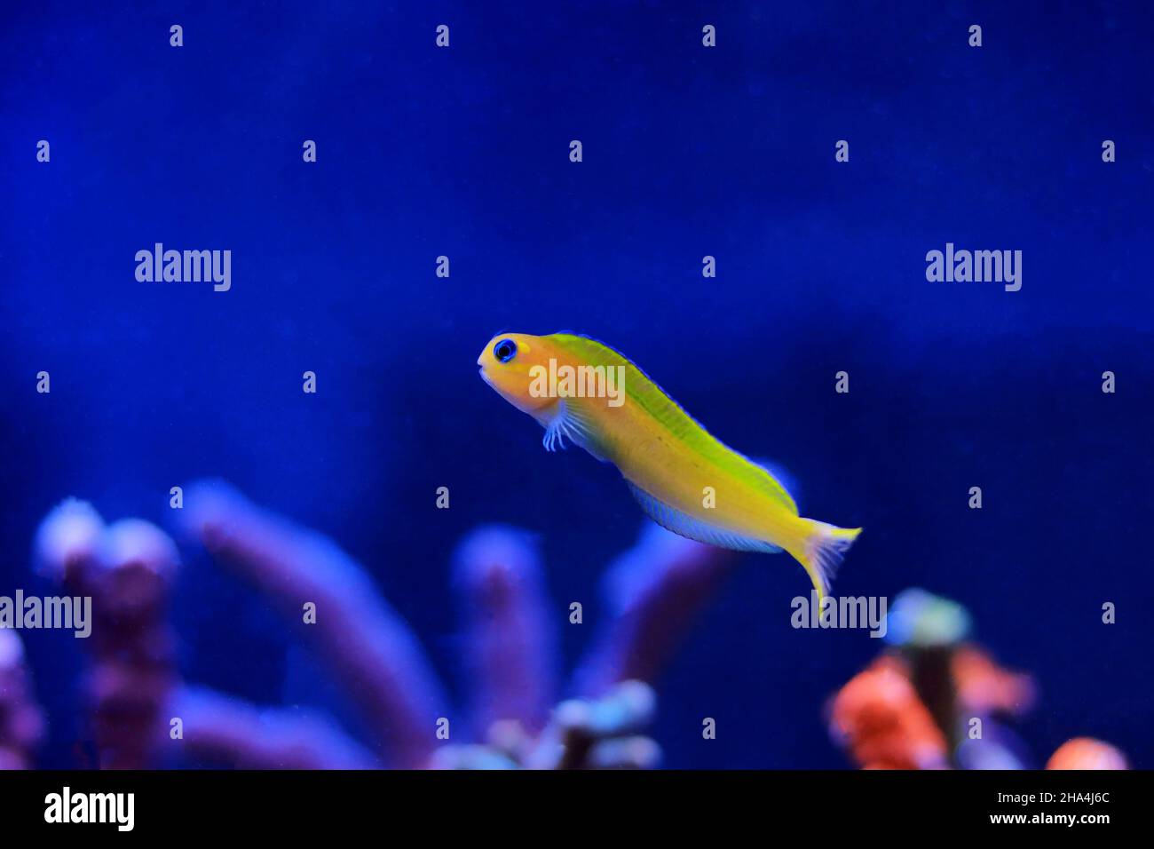 Golden Midas Blenny fish - Ecsenius midas Stock Photo - Alamy