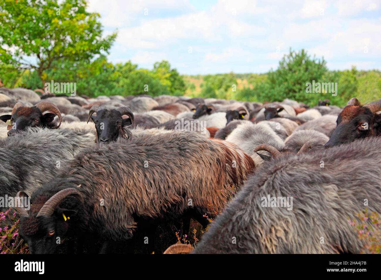rounding up a flock of sheep Stock Photo - Alamy