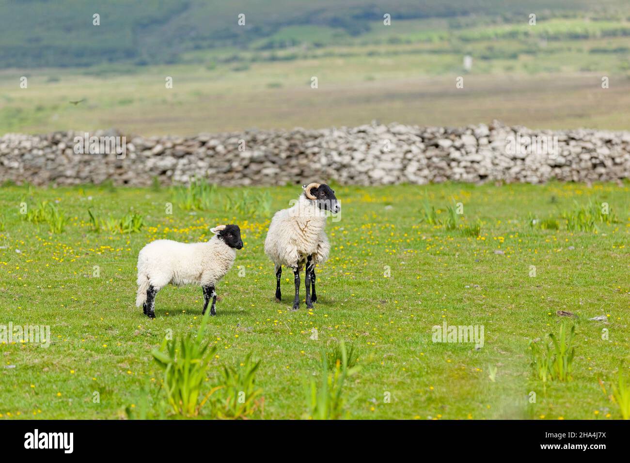 sheep in a pasture,ireland,europe Stock Photo - Alamy