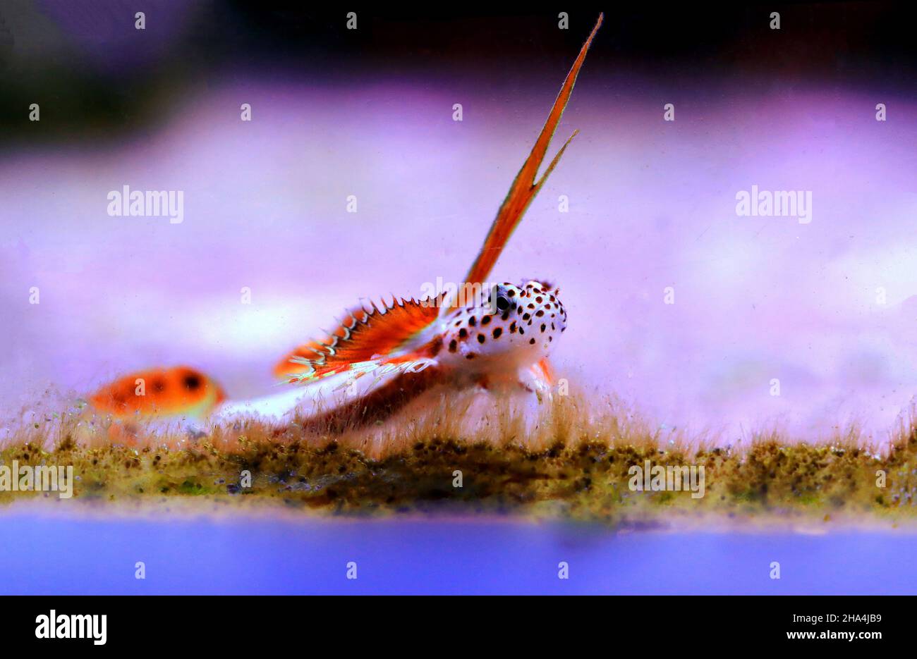 Flaming Prawn Goby - Discordipinna griessingeri Stock Photo - Alamy
