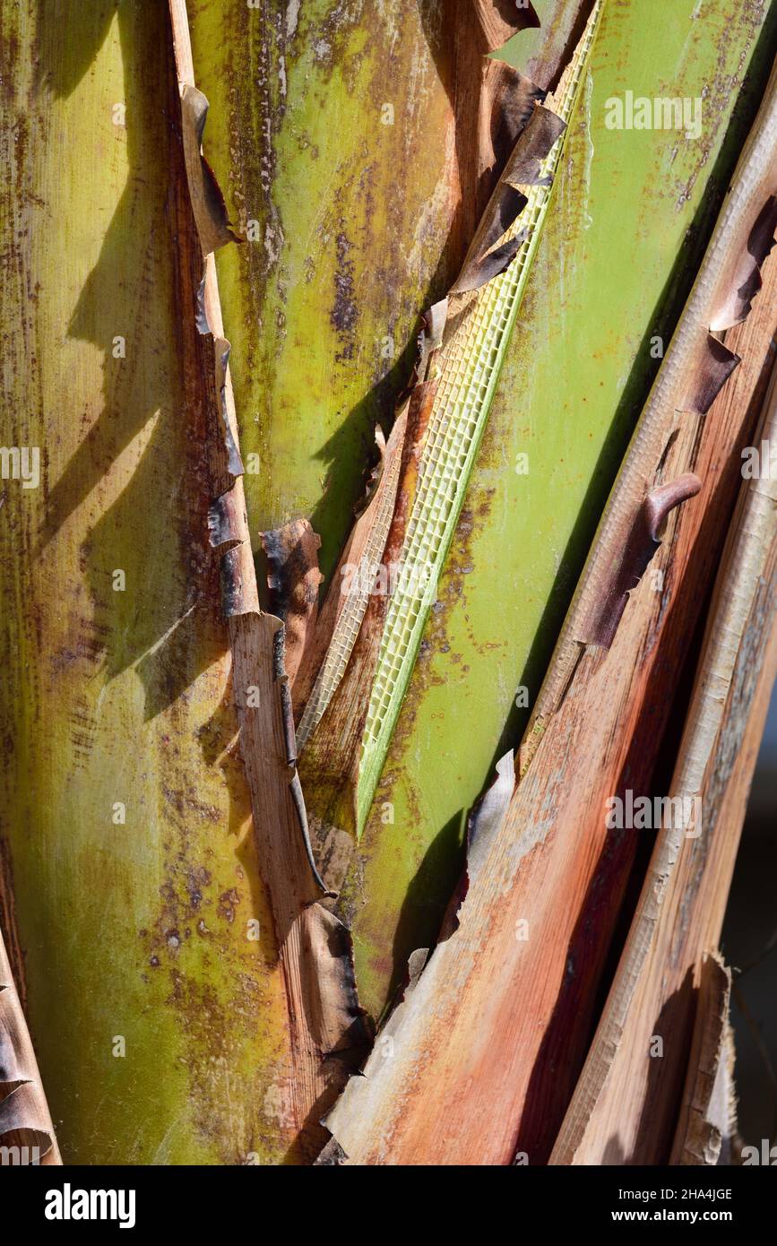 Texture and detail of a trunk of the banana tree Stock Photo - Alamy