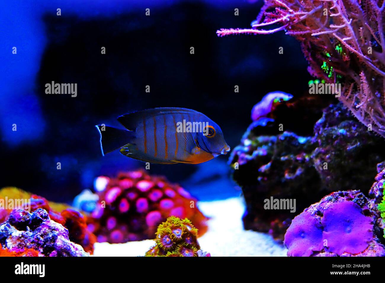 Mimic surgeonfish hi-res stock photography and images - Alamy