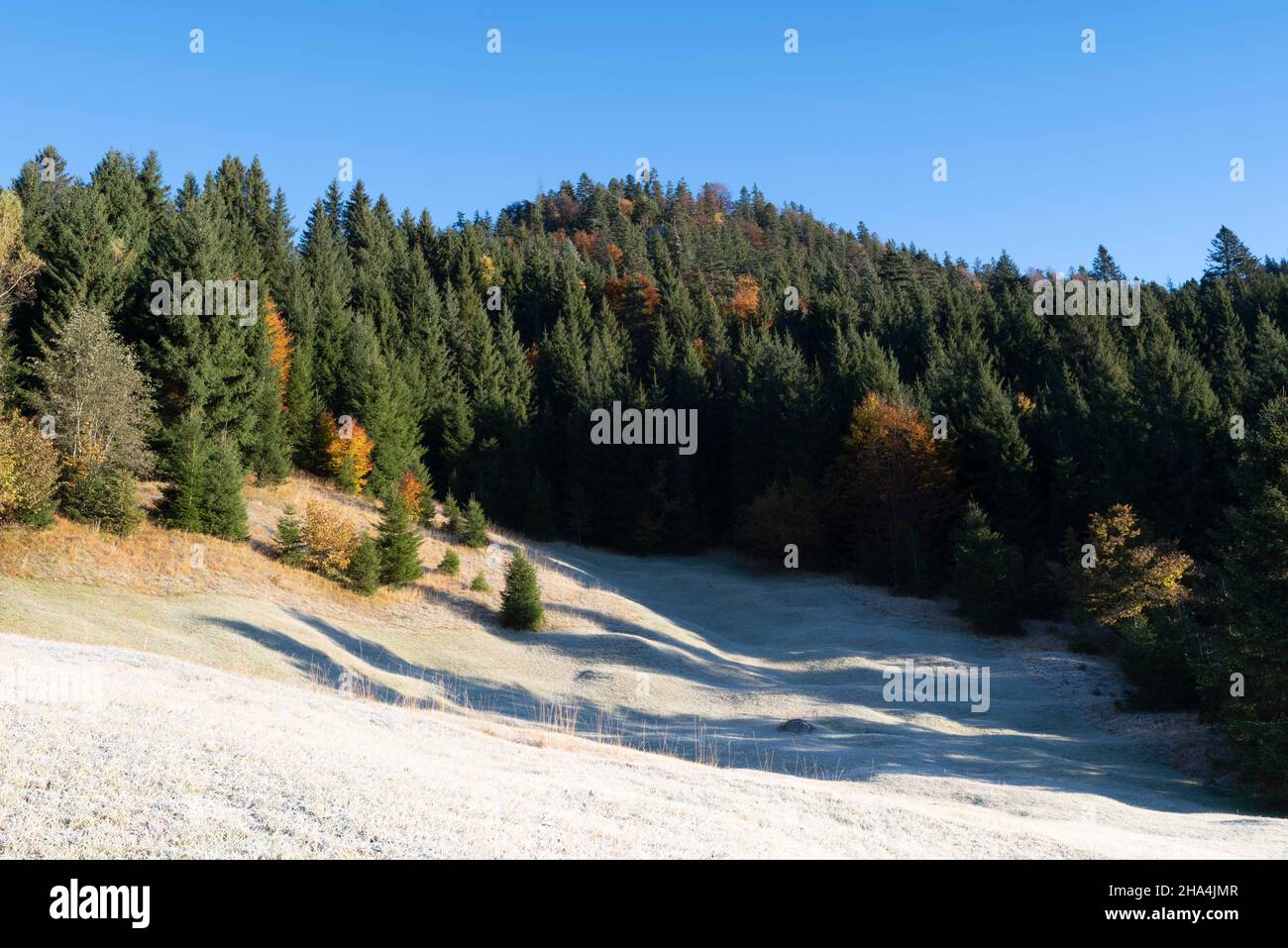 autumn forest at geroldsee,hoar frost on humpback meadows near klais ...