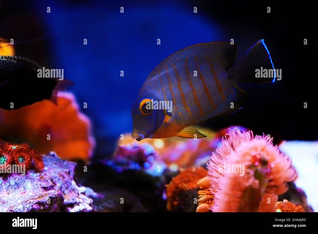 Mimic Eibli Tang - (Acanthurus tristis Stock Photo - Alamy