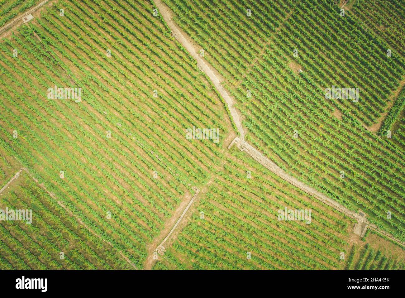 vineyard lines from overhead view Stock Photo - Alamy