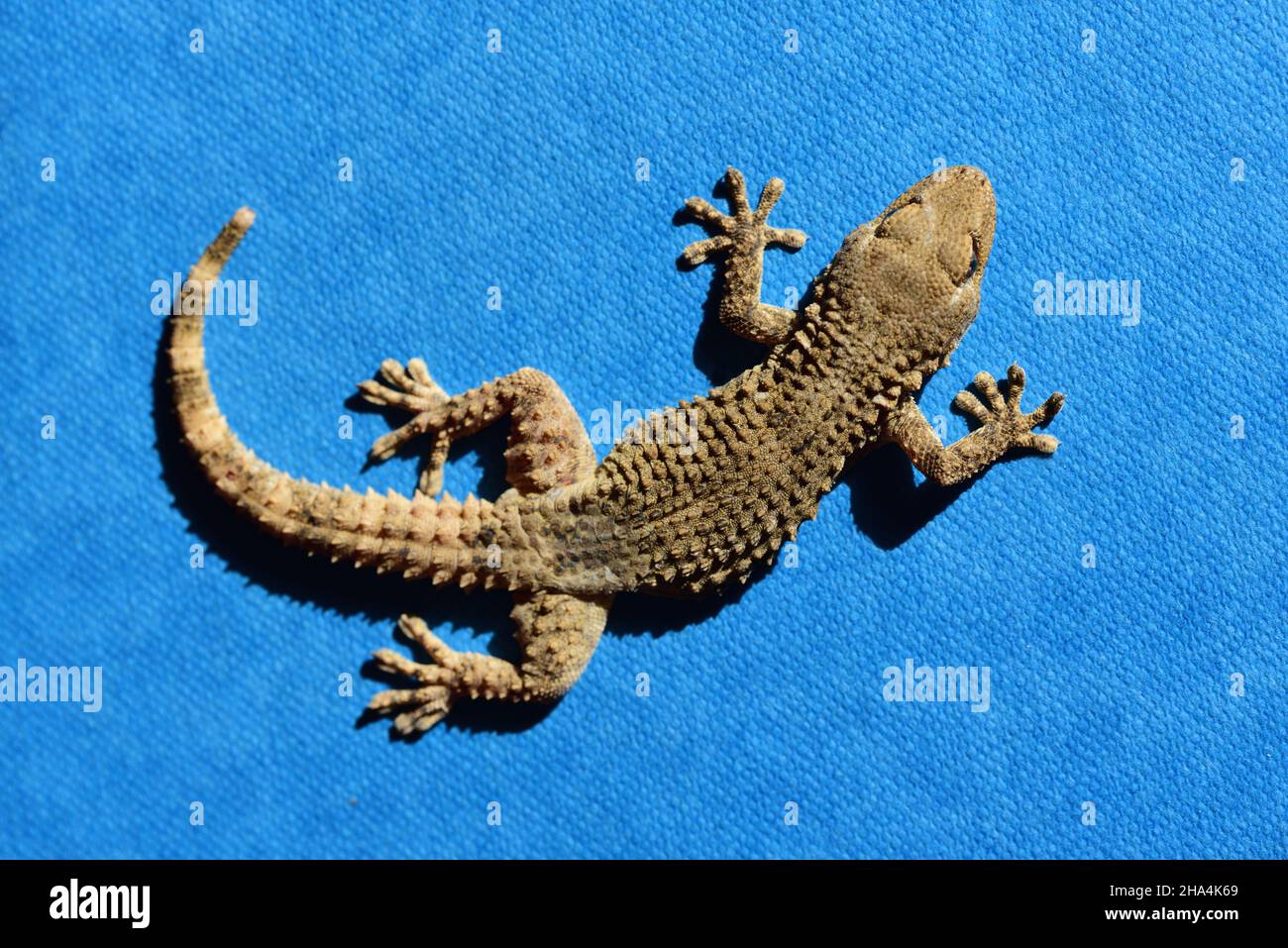 A brown lizard is photographed from above against a blue background ...