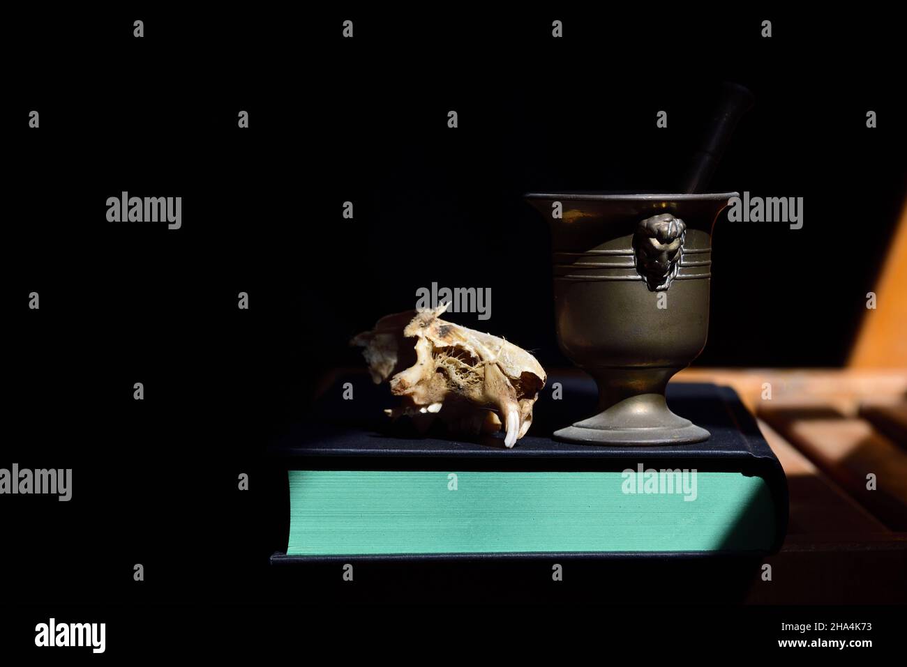 Rat skull hi-res stock photography and images - Alamy