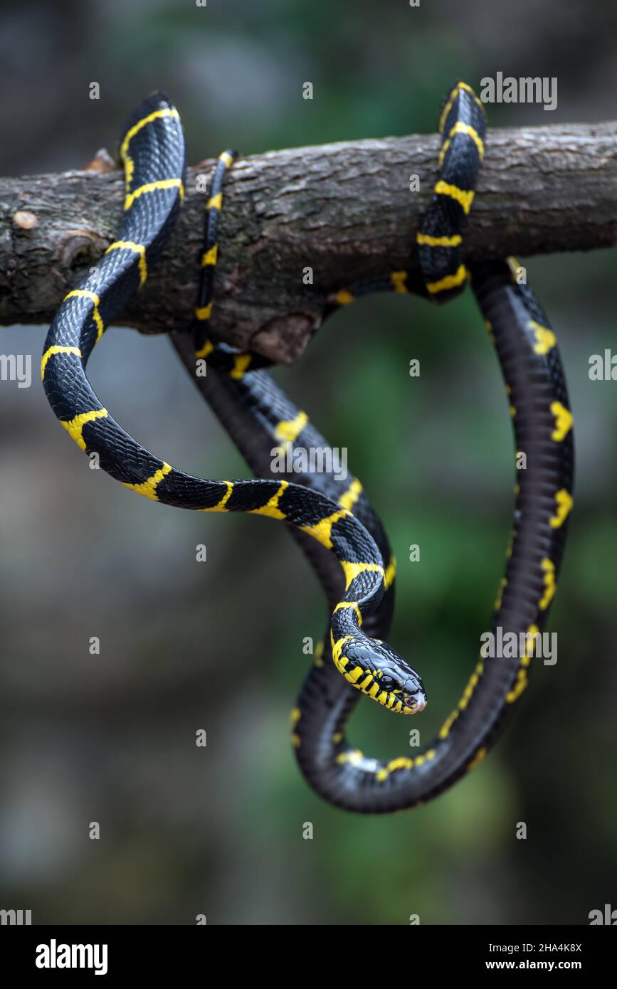 The gold-ringed cat snake in various position Stock Photo - Alamy