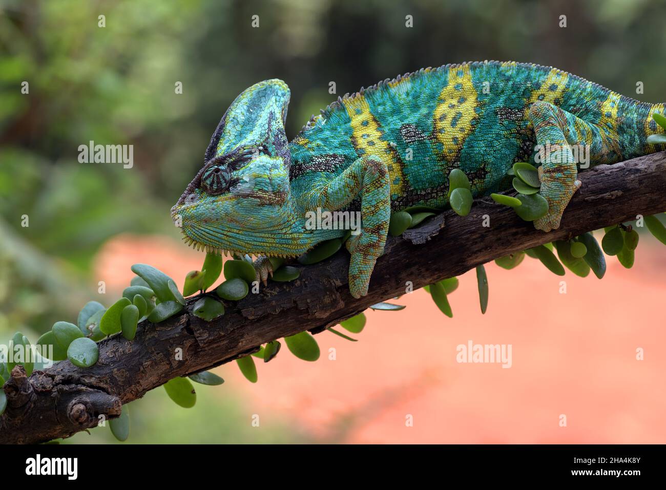 Panther chameleon feet hi-res stock photography and images - Alamy