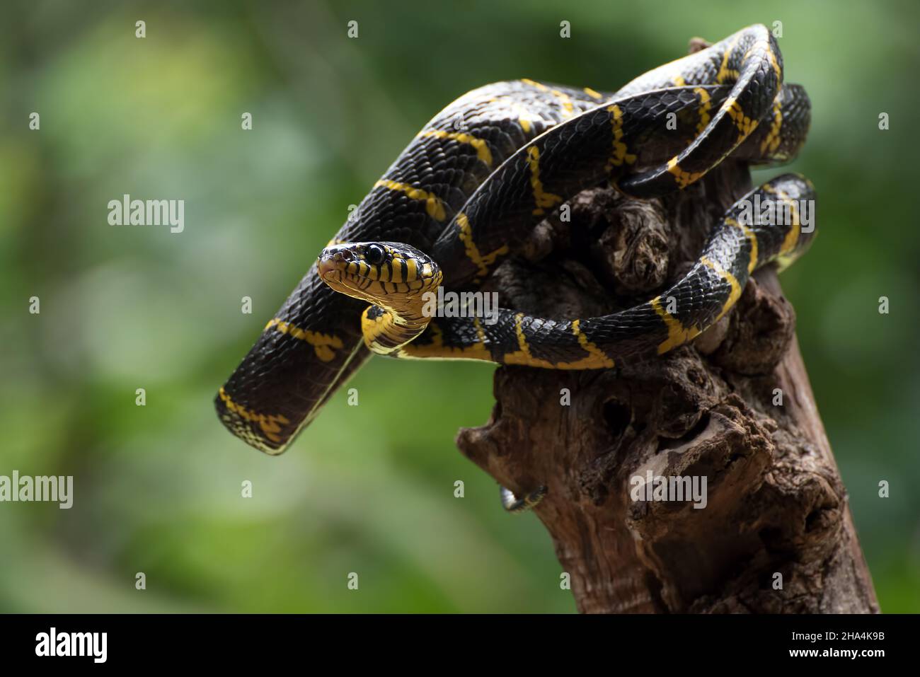 The gold-ringed cat snake in various position Stock Photo - Alamy