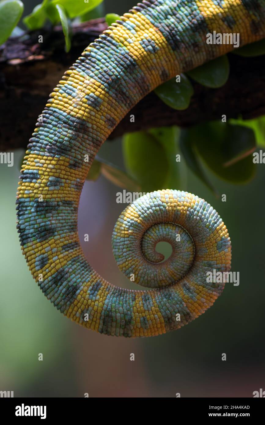 Panther chameleon feet hi-res stock photography and images - Alamy