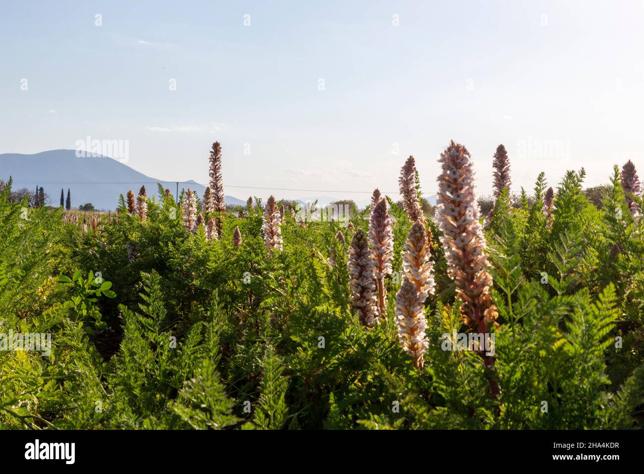 fields of joy Stock Photo - Alamy
