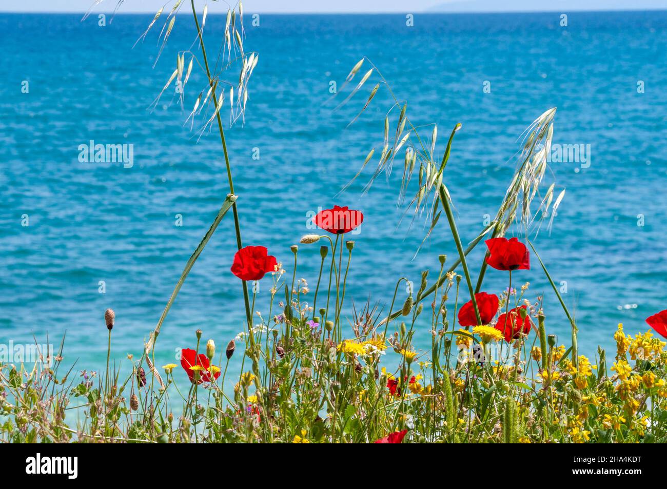 yellow and red flowers in front of the ocean Stock Photo - Alamy