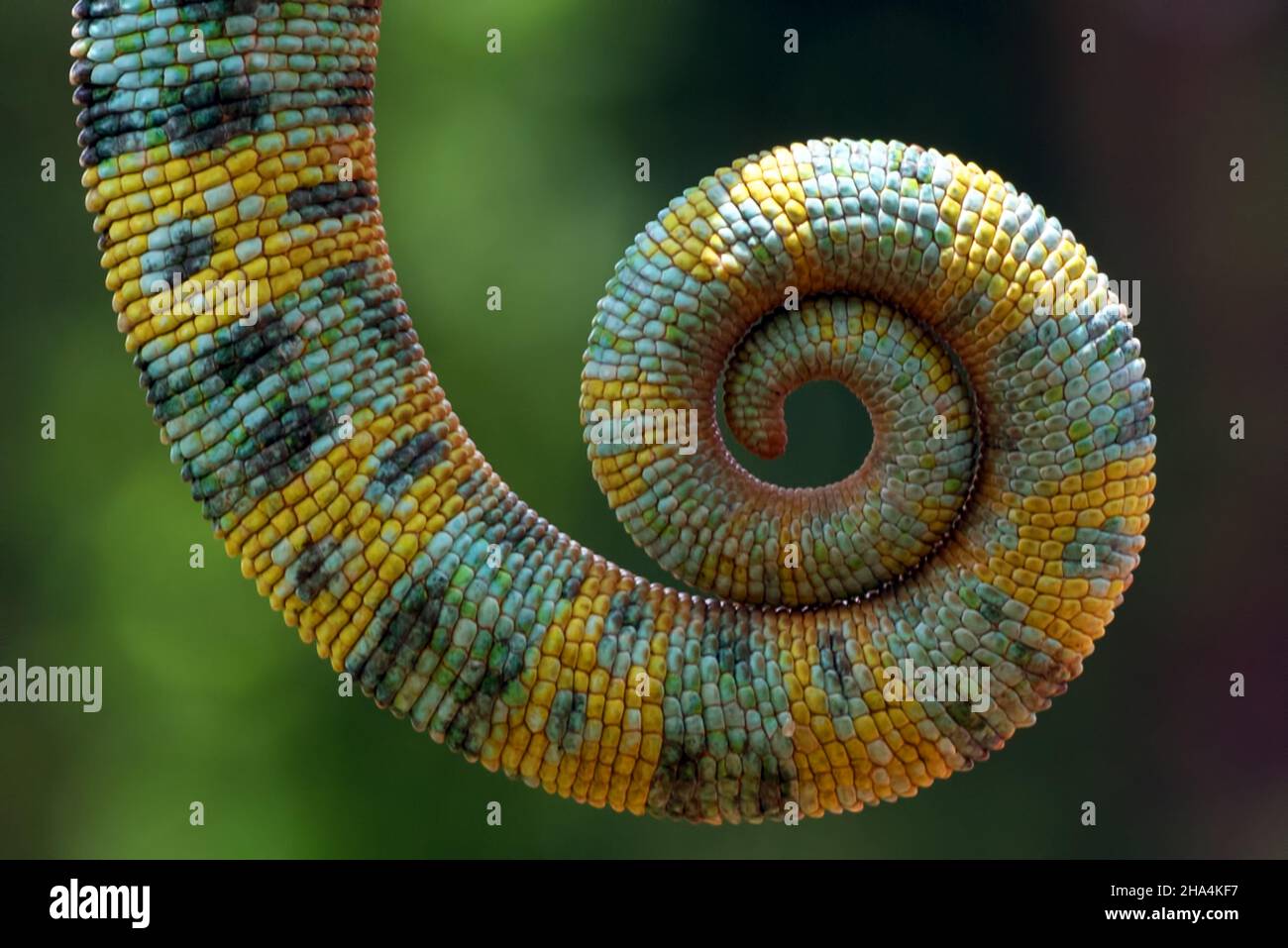 Close up photo of a chameleon tail Stock Photo - Alamy