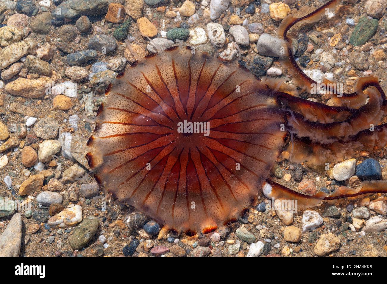 close-up of a red jellyfish at the beach in greece Stock Photo - Alamy