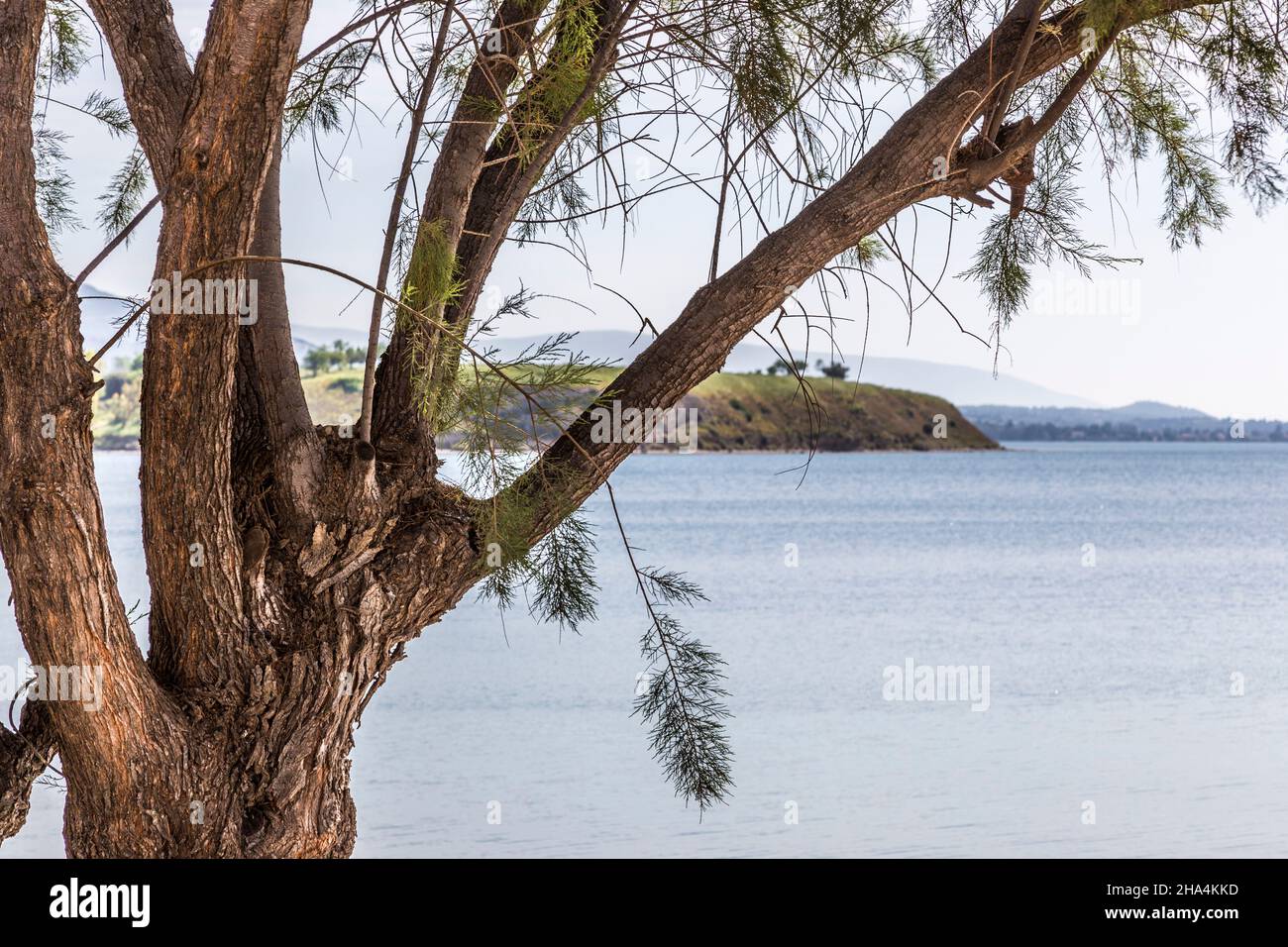 tree before ocean Stock Photo - Alamy