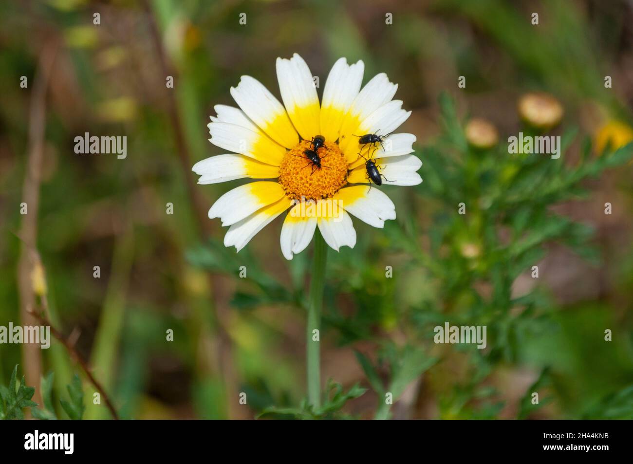 insects on a margerite Stock Photo - Alamy