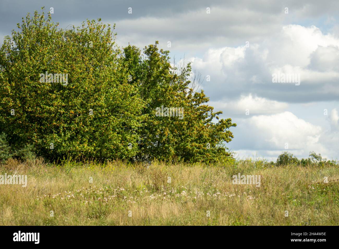 Beautiful summer's day in the countryside with a lush field full of ...