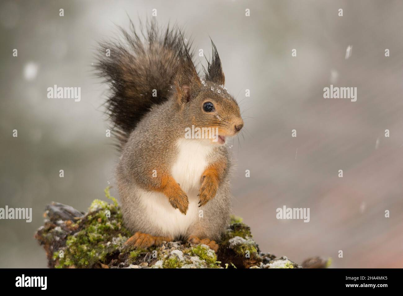 Red squirrel wet tree hi-res stock photography and images - Alamy