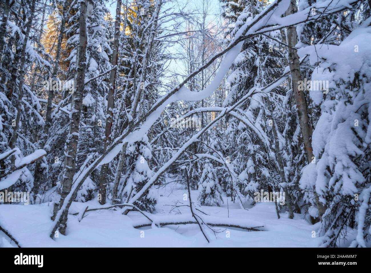 Bending trees with snow in a forest hi-res stock photography and images ...