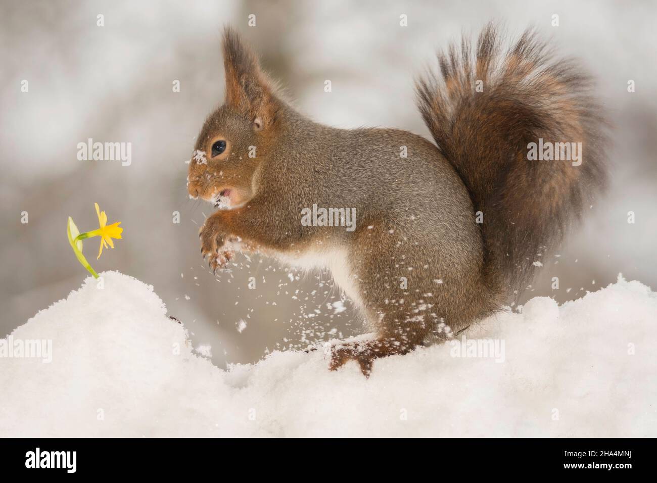 Face on snow hi-res stock photography and images - Alamy