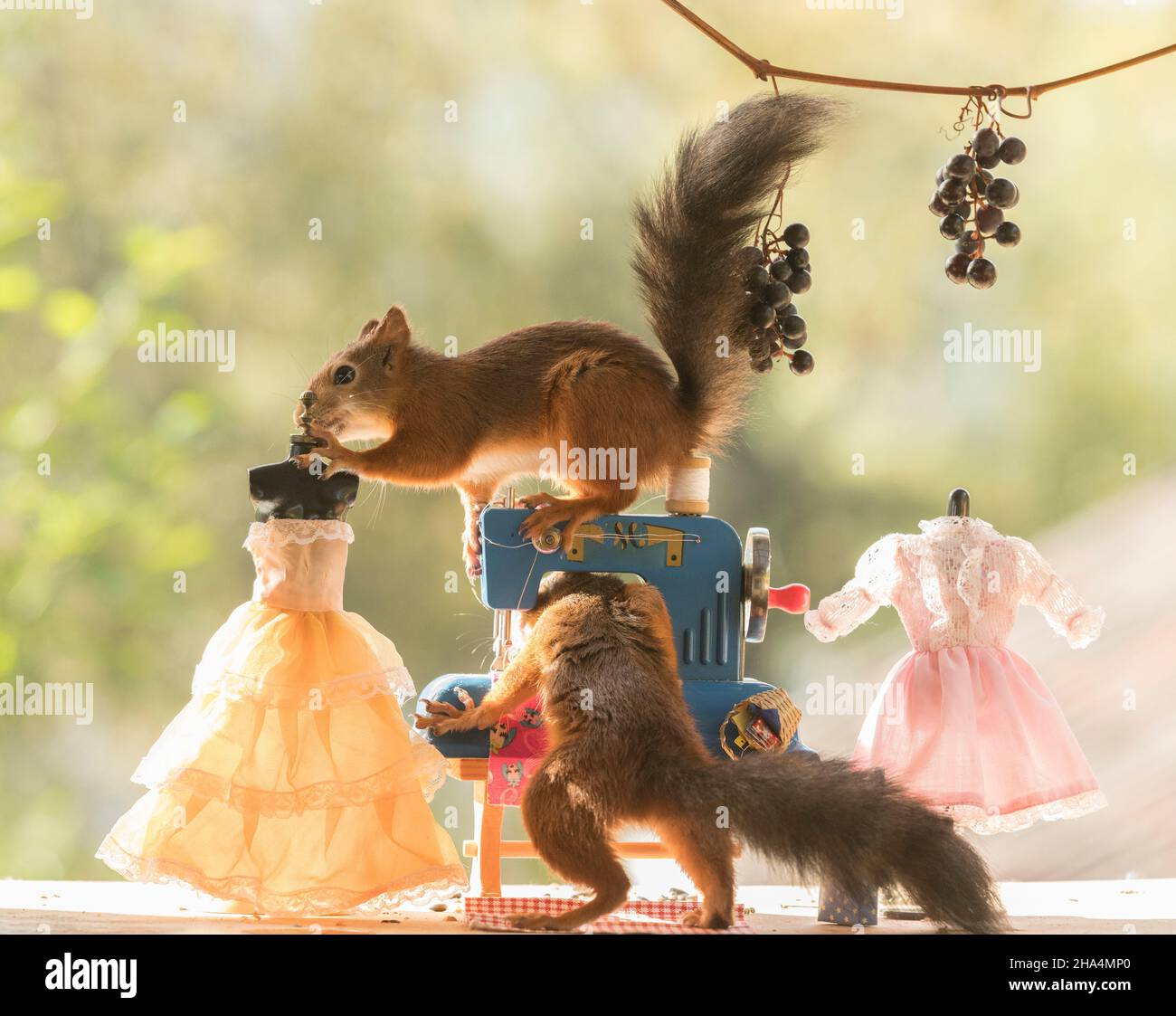red squirrels with a sewing machine Stock Photo - Alamy