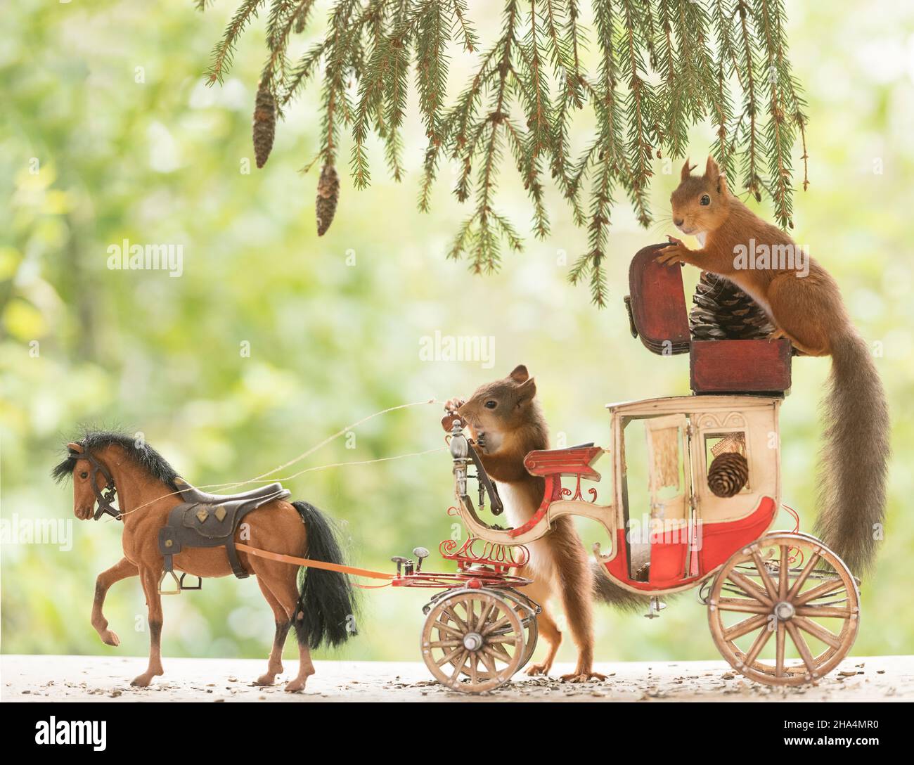 Red squirrels with a horse hi-res stock photography and images - Alamy