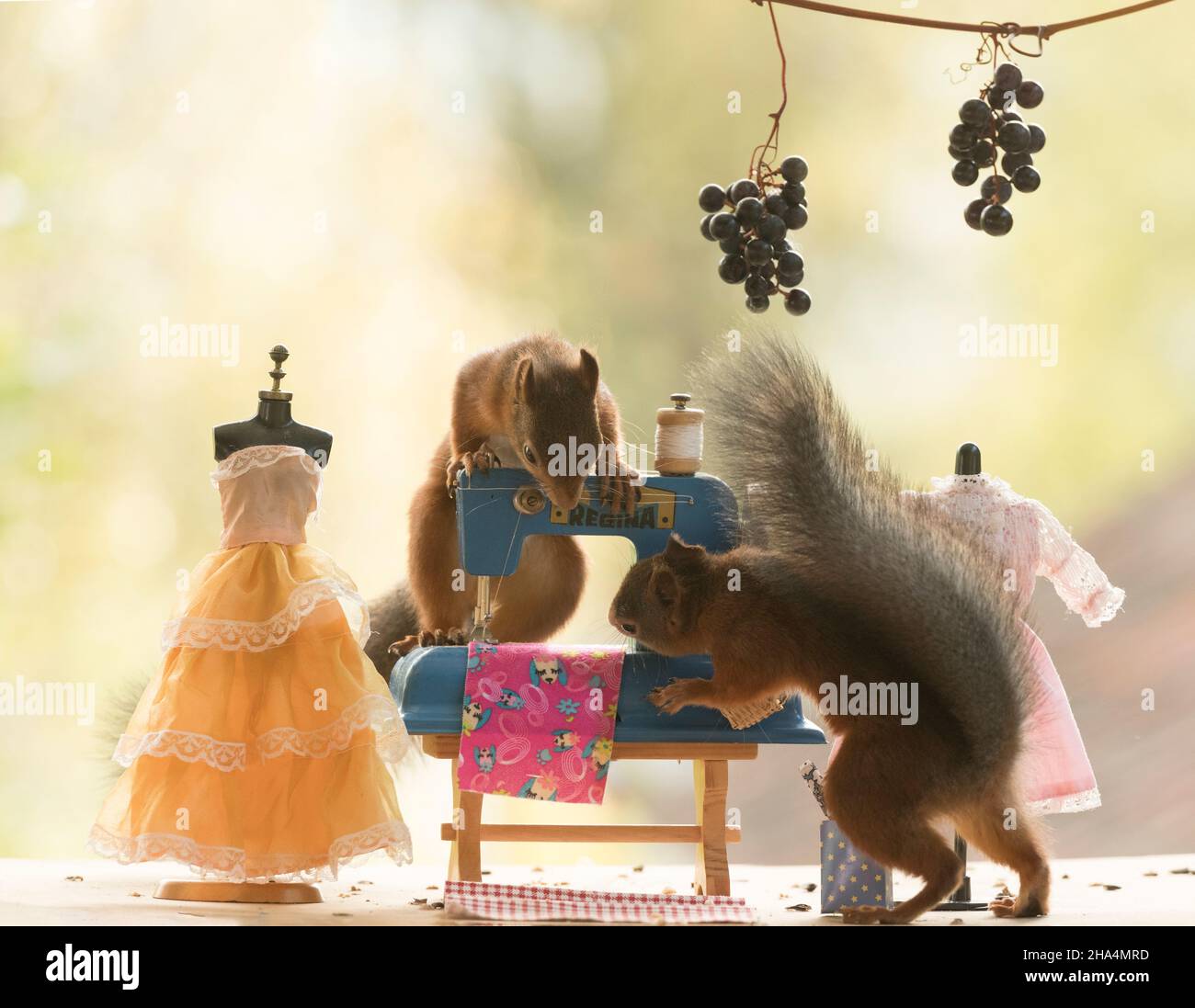 Red squirrels at a table with fruit hi-res stock photography and images ...