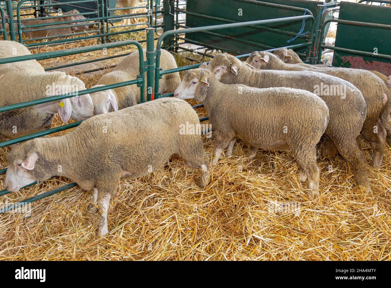 Sheep breed in enclosure pen hi-res stock photography and images - Alamy