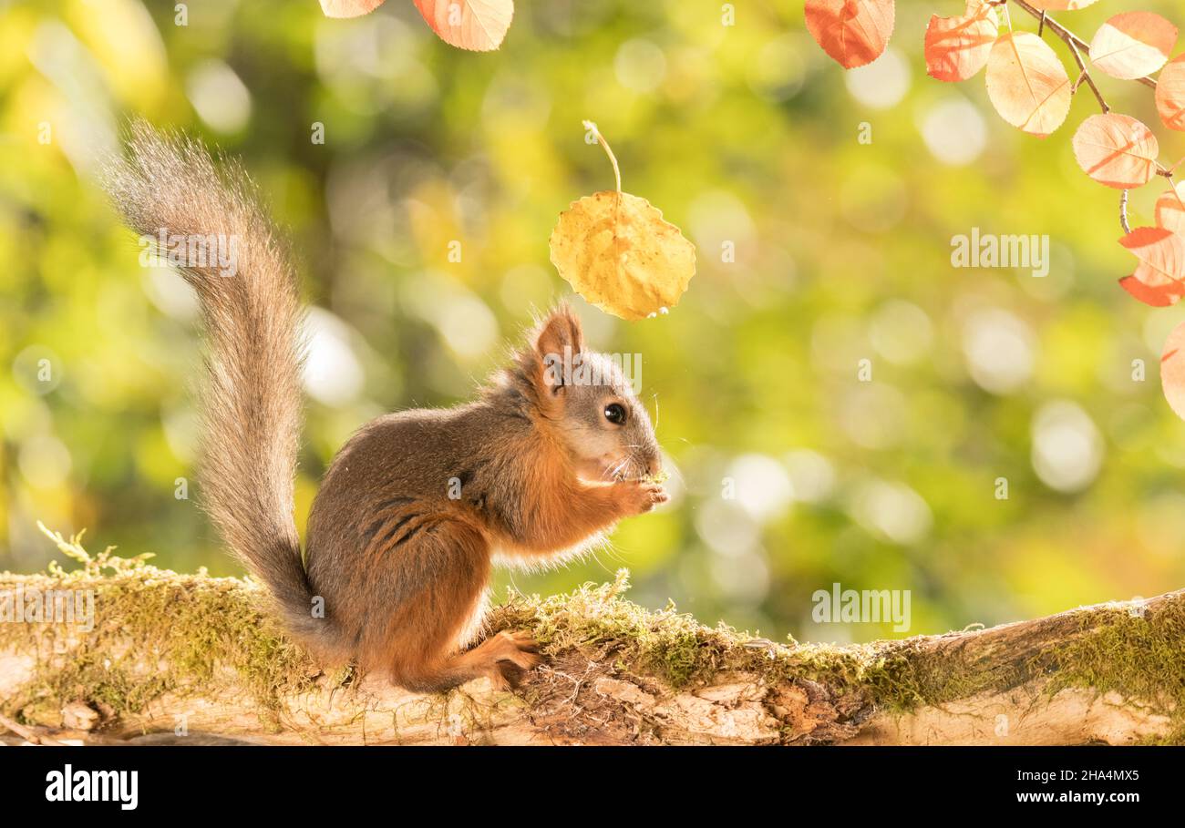 young red squirrel stand on a branch Stock Photo - Alamy