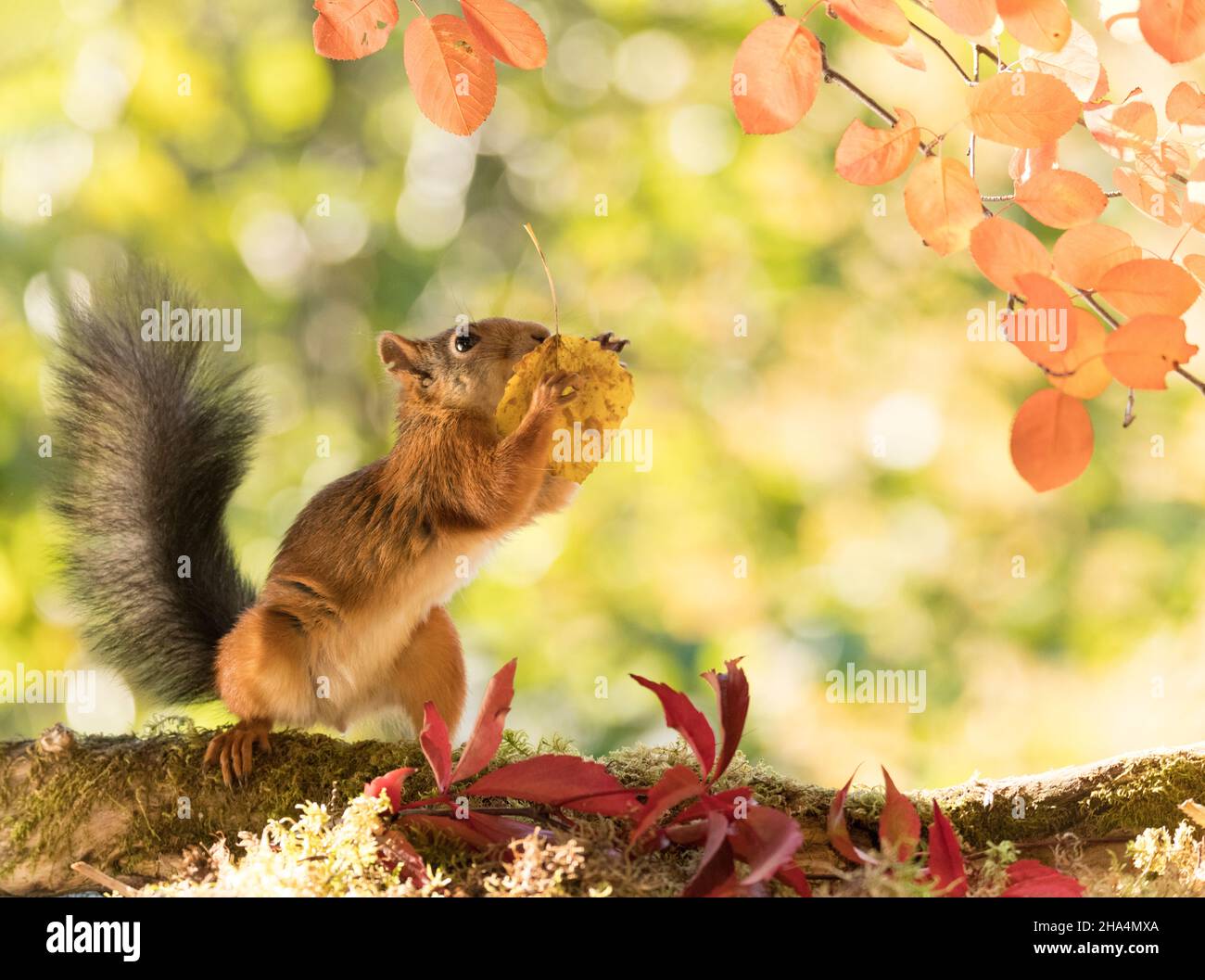 Red squirrel stand on a branch holding a leaf hi-res stock photography ...