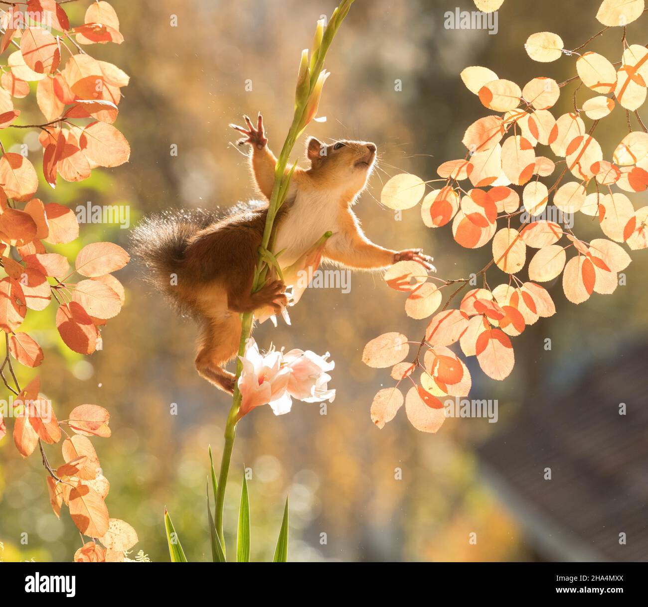 red squirrel climbs in a gladiolus flower Stock Photo - Alamy