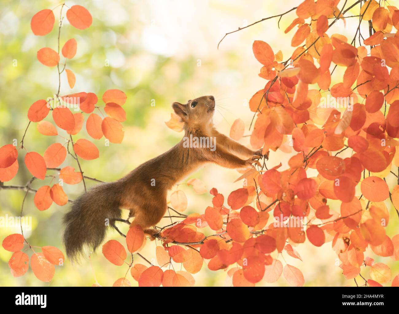 red squirrel stand between branches Stock Photo - Alamy