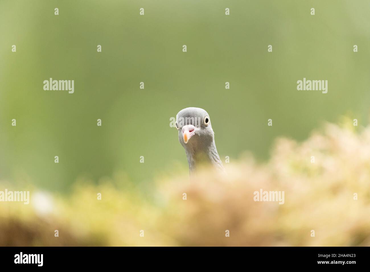 Hiding pigeon hi-res stock photography and images - Alamy
