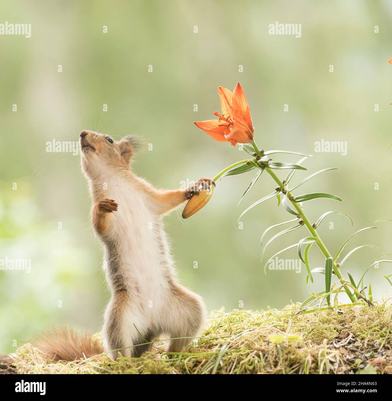 Make a tiger hi-res stock photography and images - Alamy