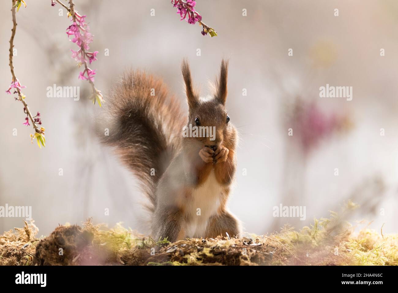 Daphne tree hi-res stock photography and images - Alamy