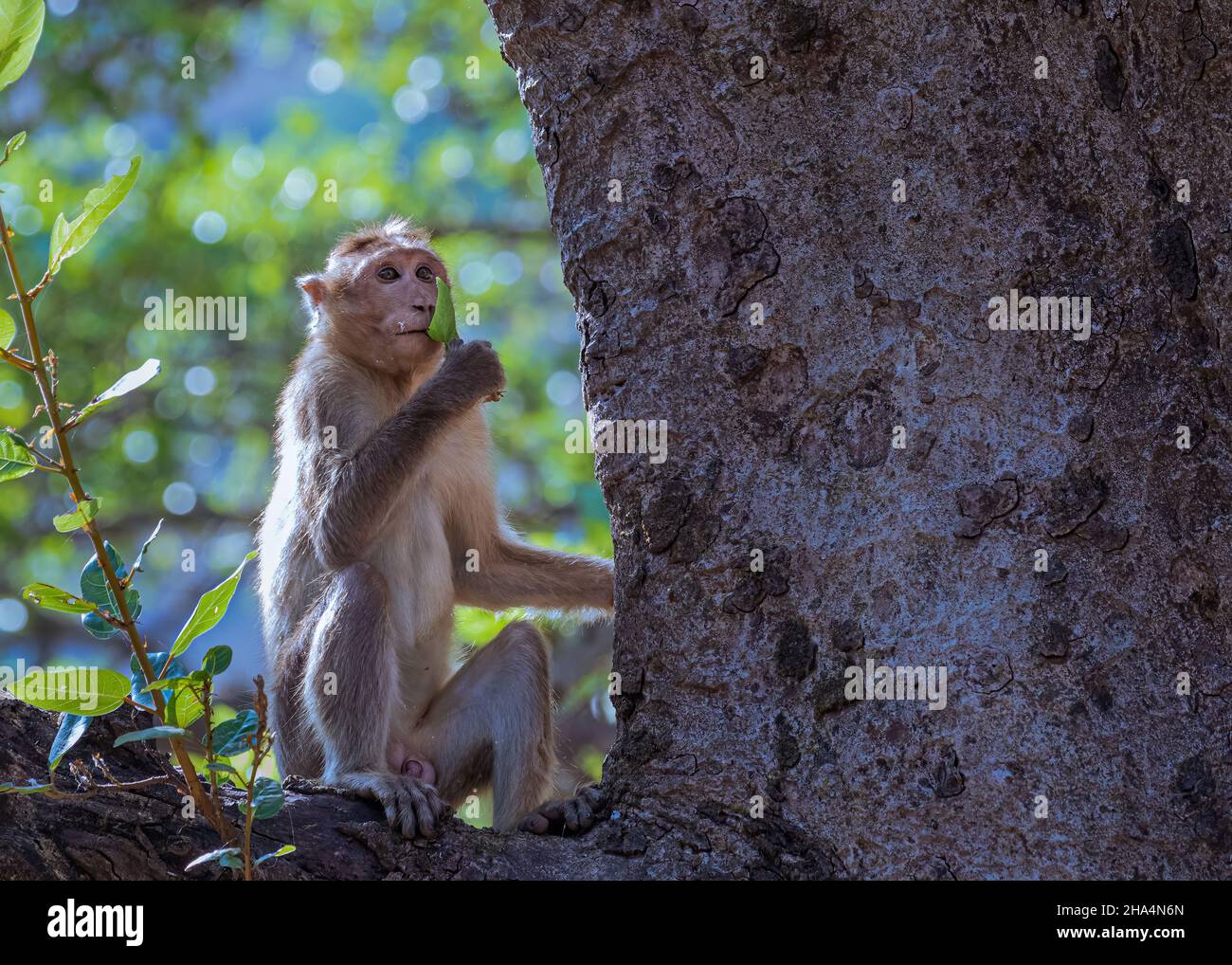 Monkey sitting on a tree having leaf Stock Photo - Alamy