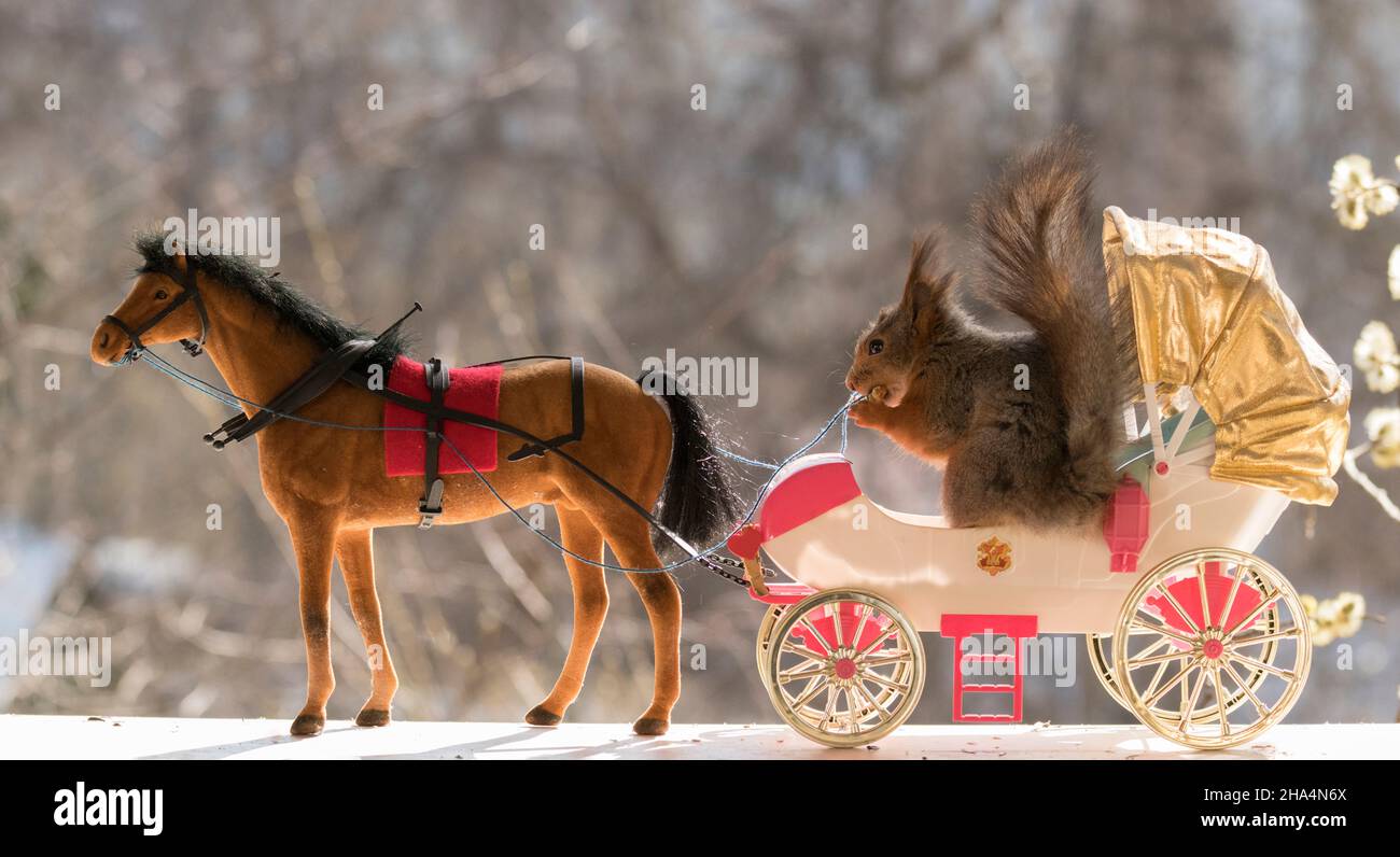 Squirrel horse hi-res stock photography and images - Alamy