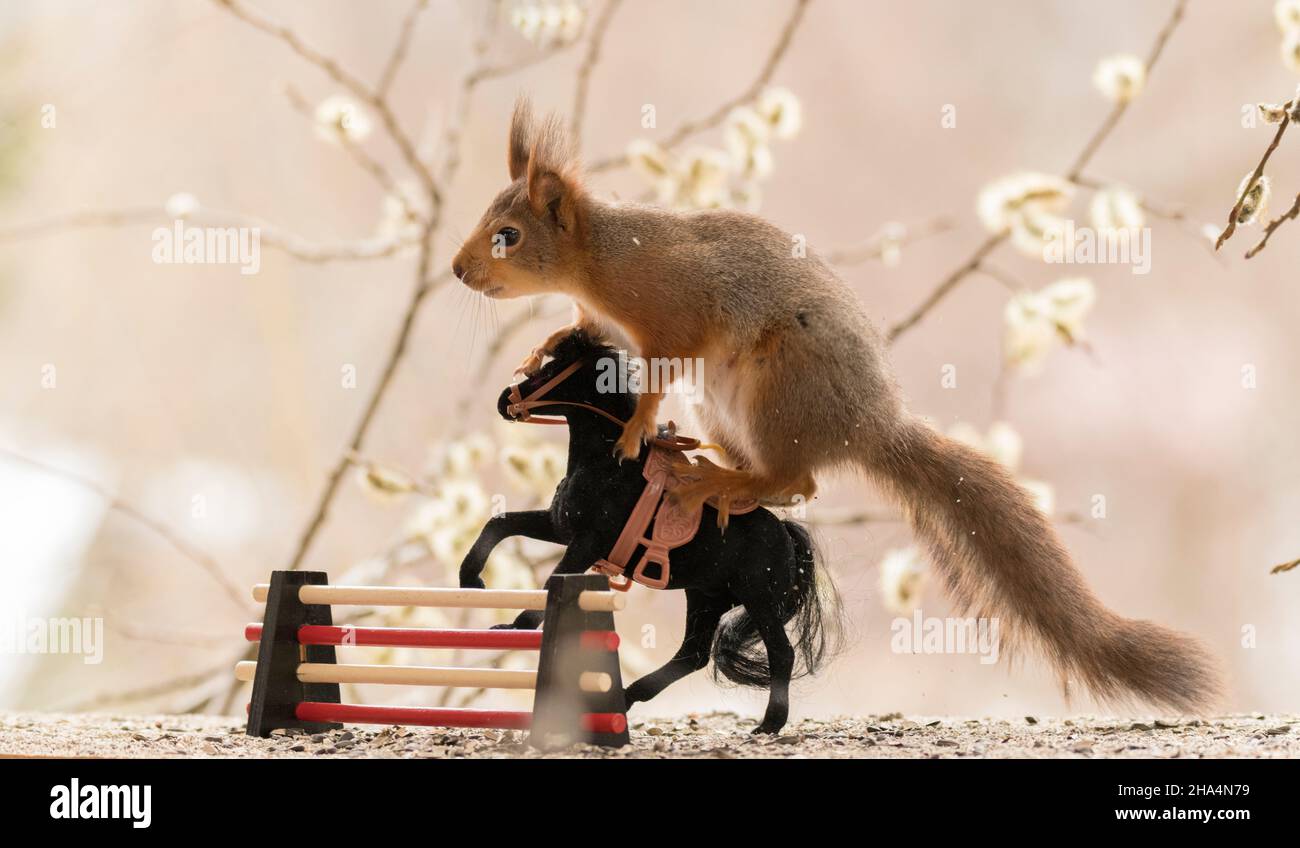 red squirrel standing on a horse with obstacle Stock Photo - Alamy