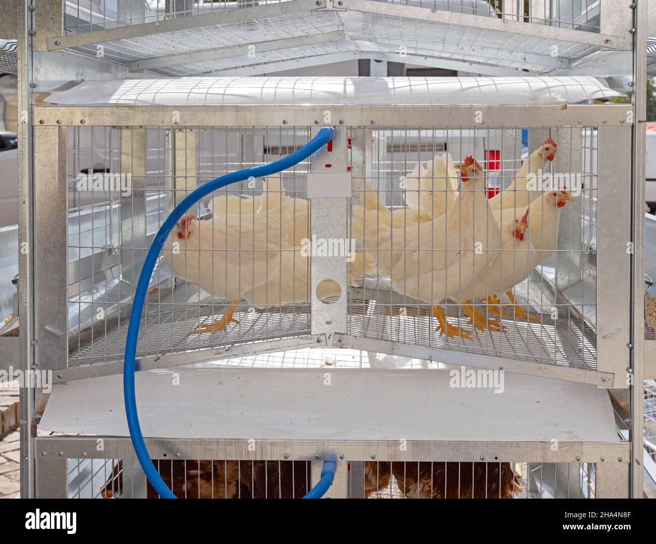 White Chickens Birds in Wire Cage at Poultry Farm Stock Photo - Alamy
