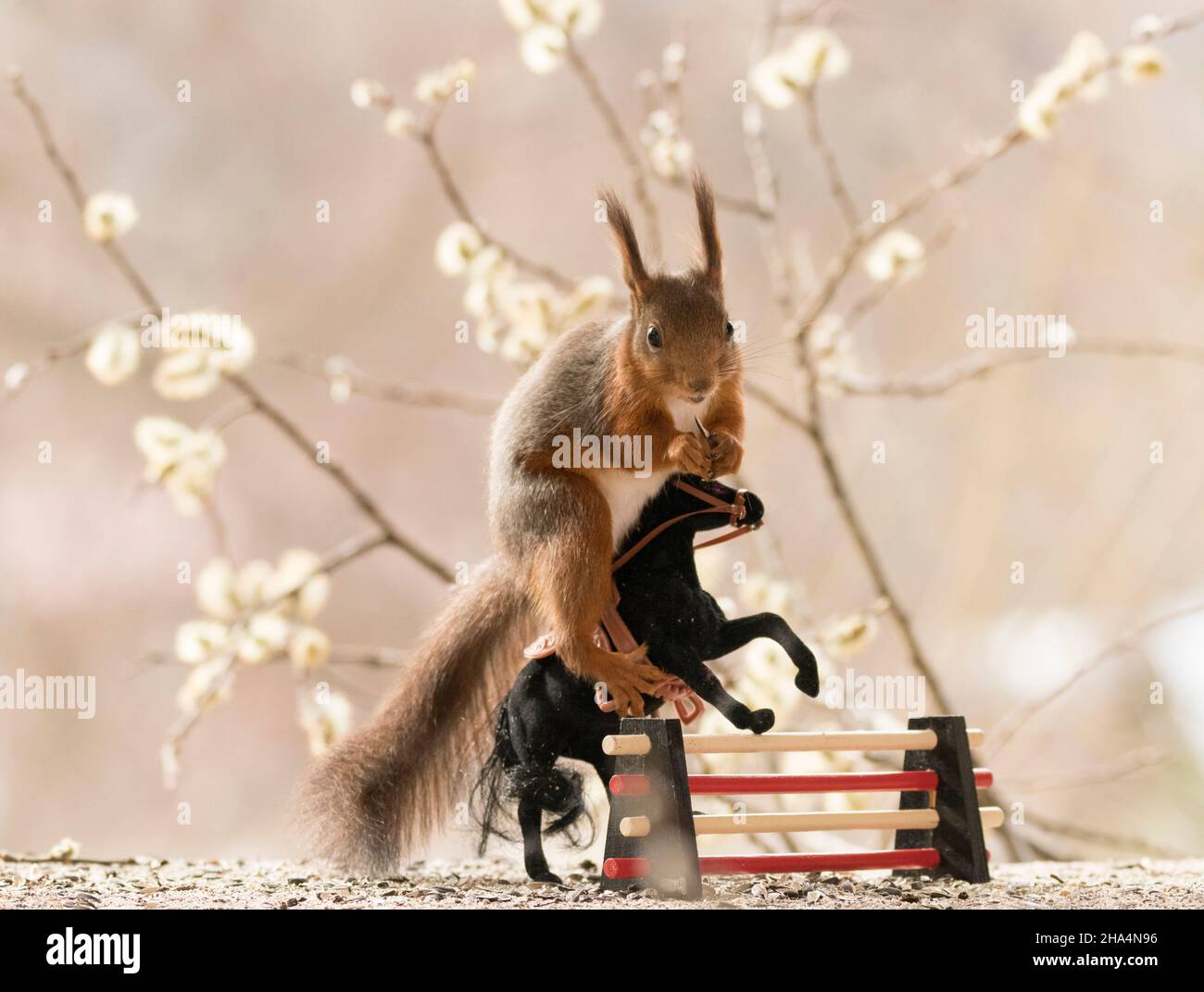 Red squirrel standing on a horse with obstacle hi-res stock photography ...