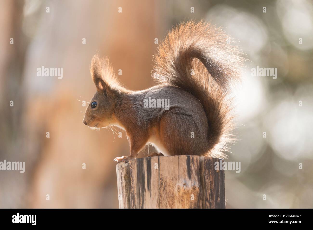 Stand of tree hi-res stock photography and images - Alamy