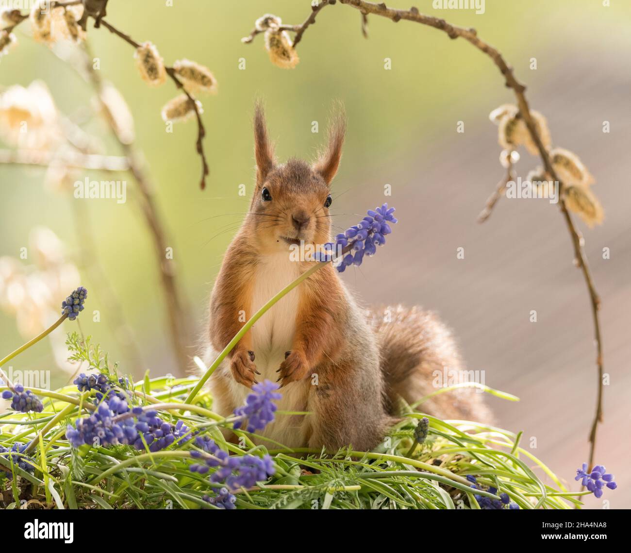 Balance of flowers hi-res stock photography and images - Alamy